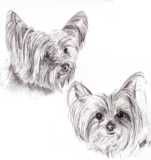 Drawings of two dogs called Rocky and Honey in ballpoint pen – Pet ...